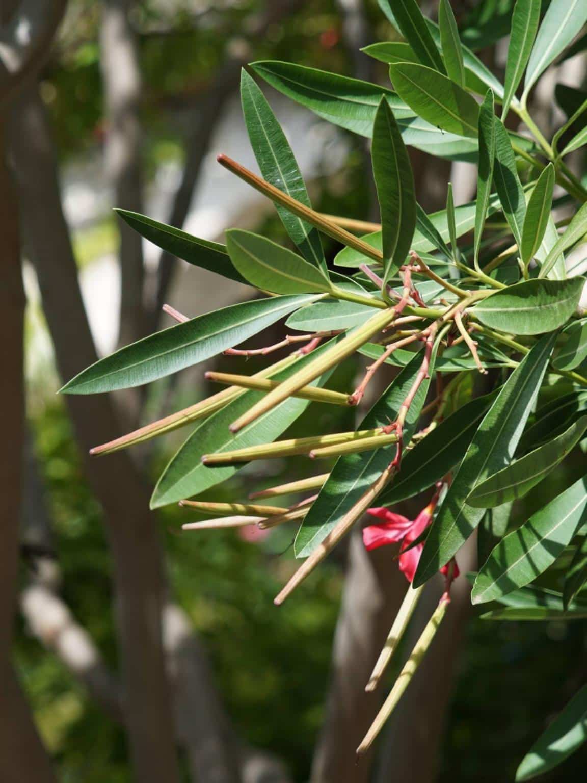 Oleander - care, pruning, aphids on this summer shrub