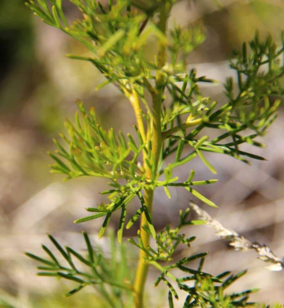 Guitar plant - beautiful shrub for the sun compatible with acidic soil