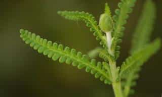 Lavandula dentata, a toothed lavender with fringed leaves, care