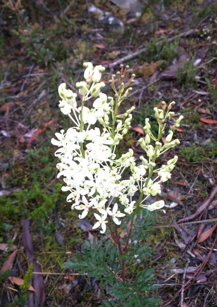 Lomatia tinctoria, a fragrant white-flower summer shrub