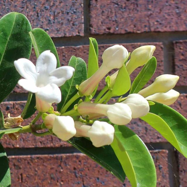 Stephanotis seeds – a fruit pod packed with surprises