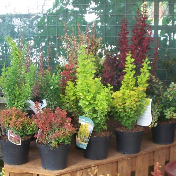 Dwarf barberry varieties, ideal for low hedges or even indoor plants
