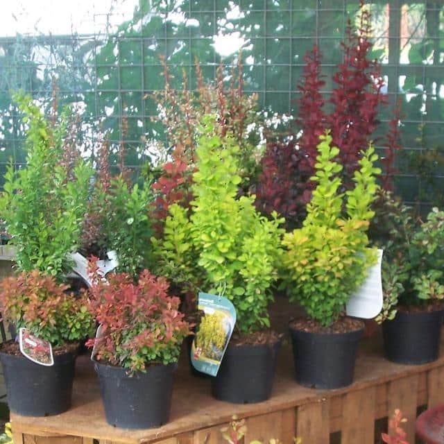 Dwarf barberry varieties, ideal for low hedges or even indoor plants
