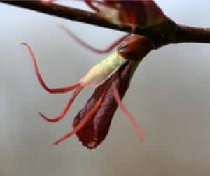 Judas tree - growing, care and pruning