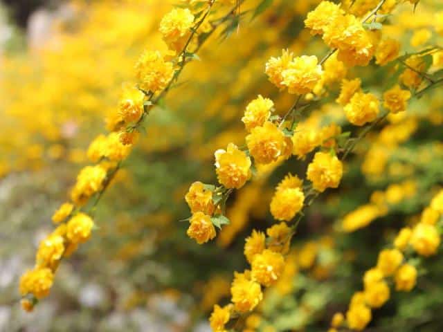 Nectarine tree - growing, pruning, and advice on caring for it