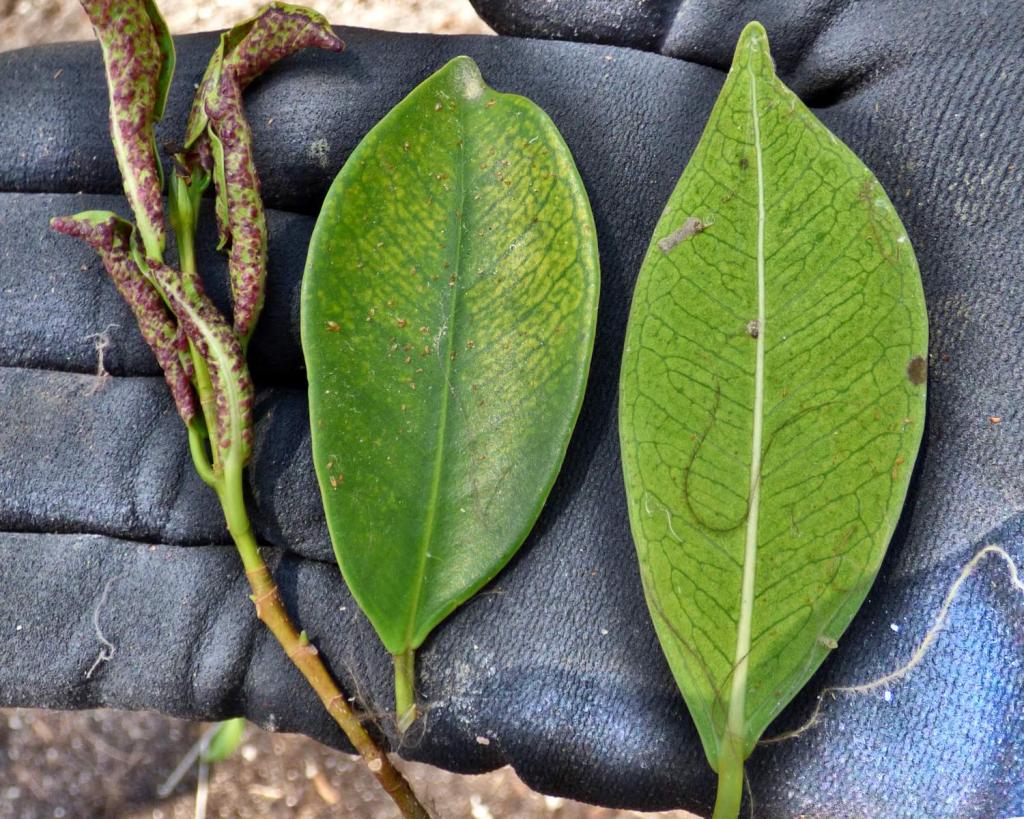 Thrips damage – symptoms, pictures of infested plants