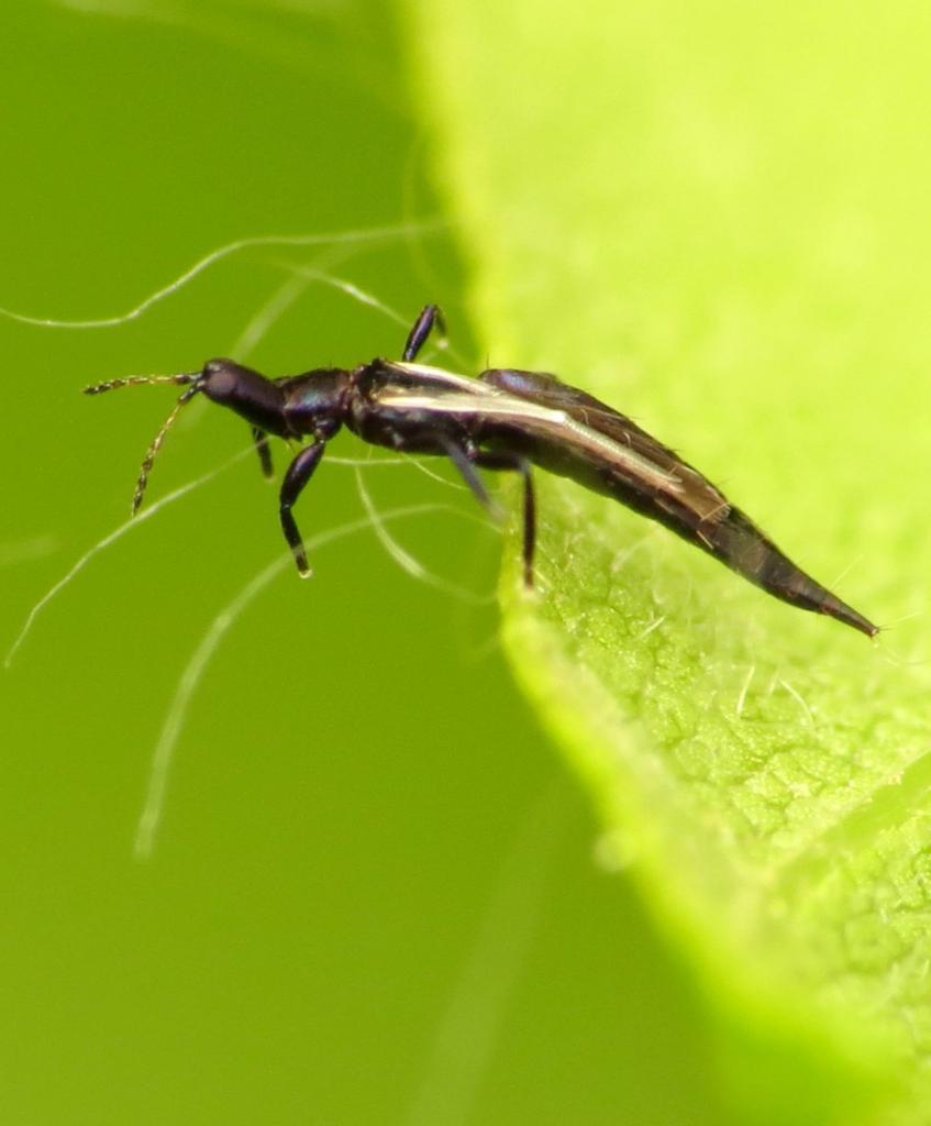 Types of thrips - parasite, pest, predator, and recycler
