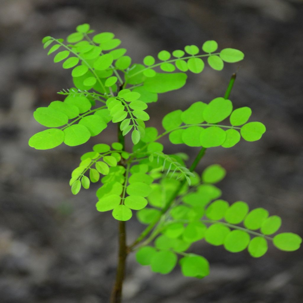 Acacia tree: planting, care and pruning of this towering shade-giver