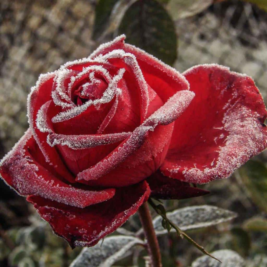 What to do in the garden in December