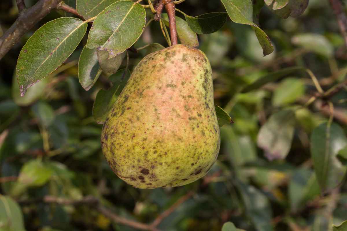 Scab - everything you need to know about it