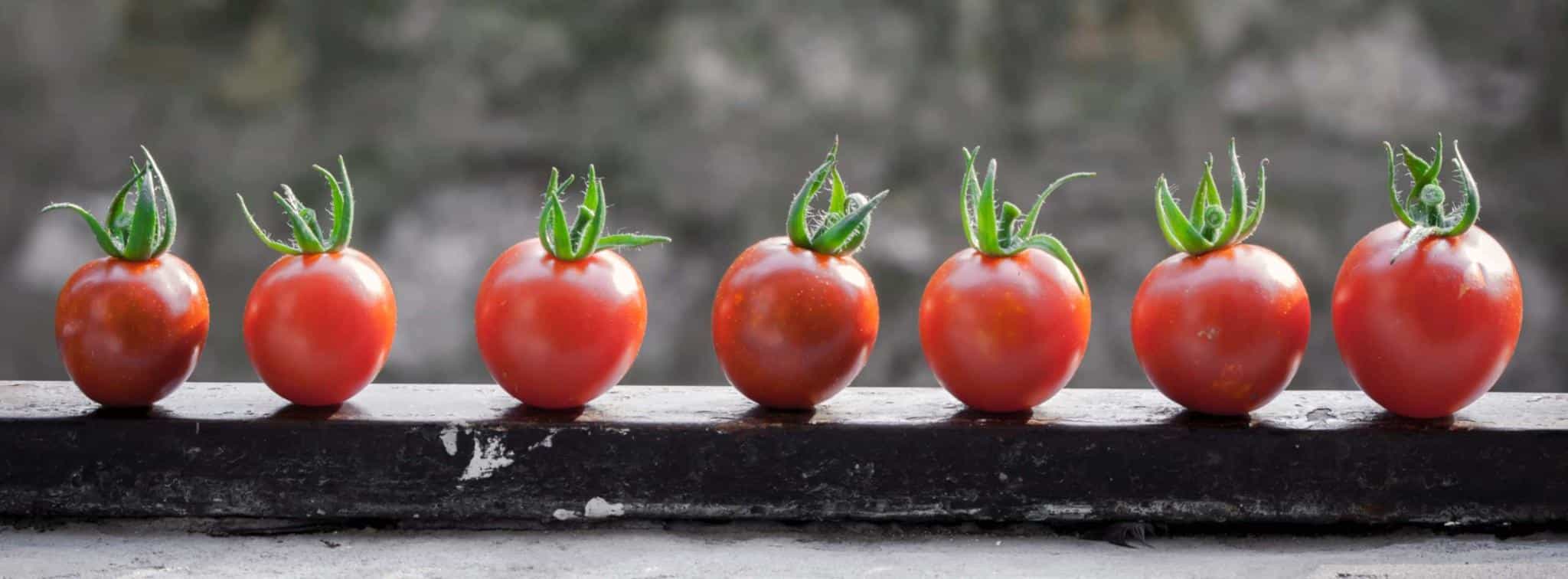 Tomato seedlings - follow our guidance to get a nice harvest