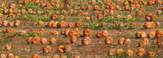 Pumpkins : How to Plant, Grow, and Harvest