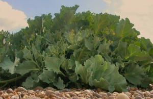Sea kale care, the perfect cabbage for growing in salty – and normal ...