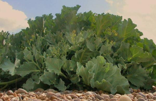 Sea kale care, the perfect cabbage for growing in salty – and normal ...