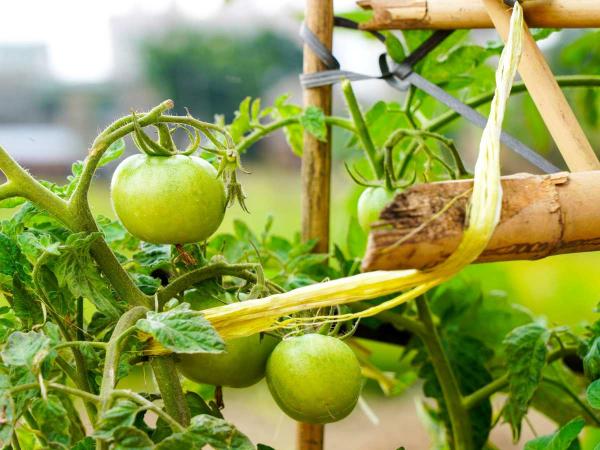 Tomatoes without stakes or cages, grow directly on the ground!