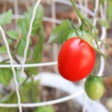 Staking tomato plants, 5 ways so they won't fall but bear lots of fruit ...