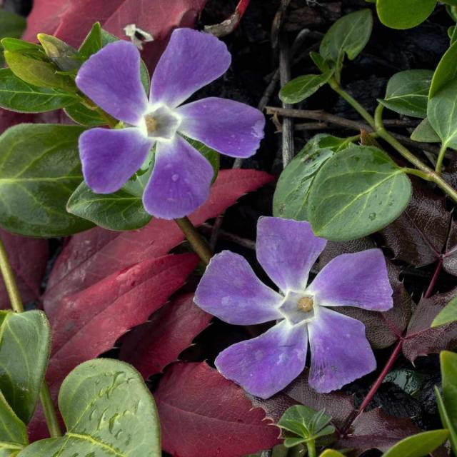 Vinca, an easy multipurpose flower plant for treillis, pots, ground ...