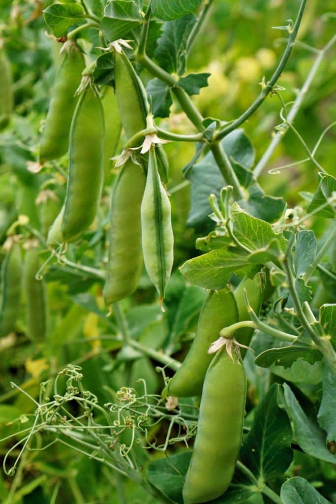 The legume family, perfect for the garden and the dinner table, too ...