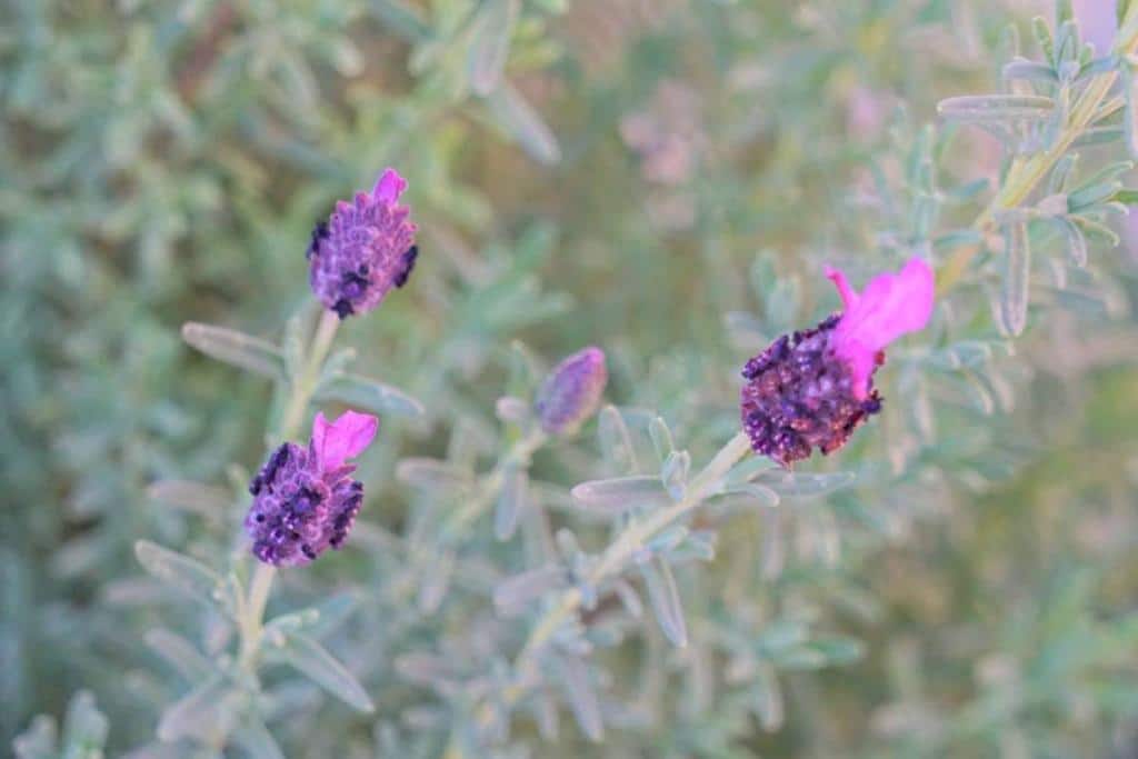 Lavender - tips and guidance to care for it best