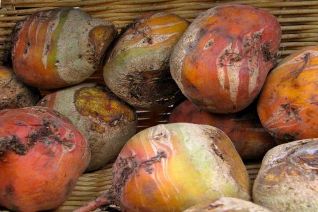 Swede - sowing, growing, and harvest this abundant and healthy root crop