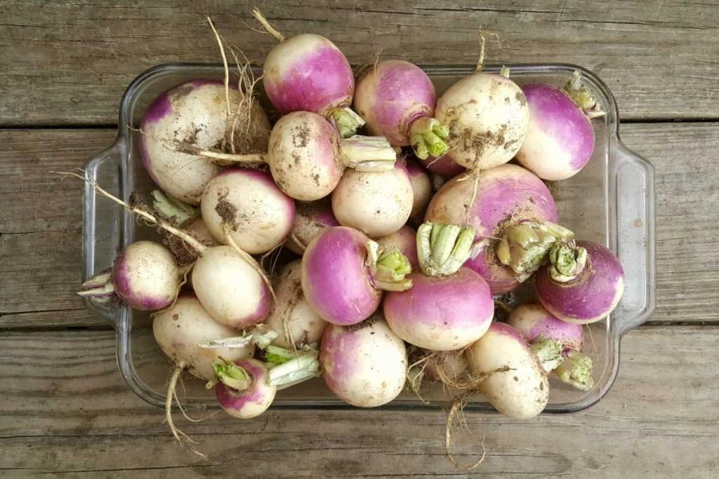 Turnip - sowing, growing and harvesting turnips