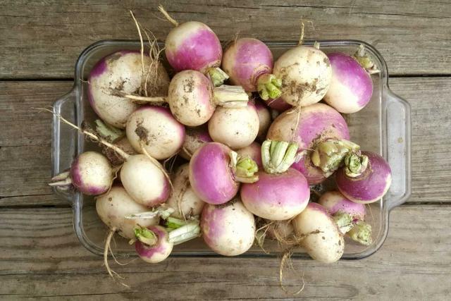 Turnip - sowing, growing and harvesting turnips