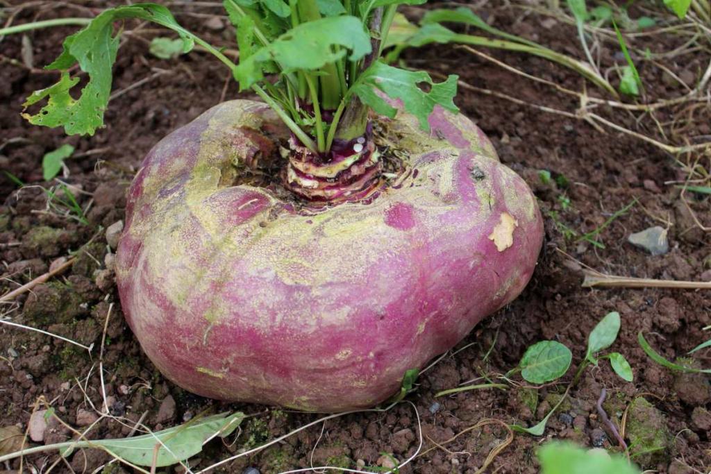 Turnip - sowing, growing and harvesting turnips