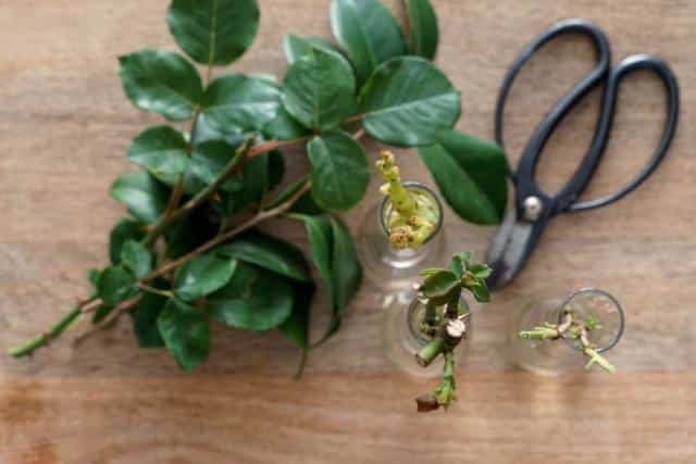 Cuttings - technique and season, easiest species, tips to succeed