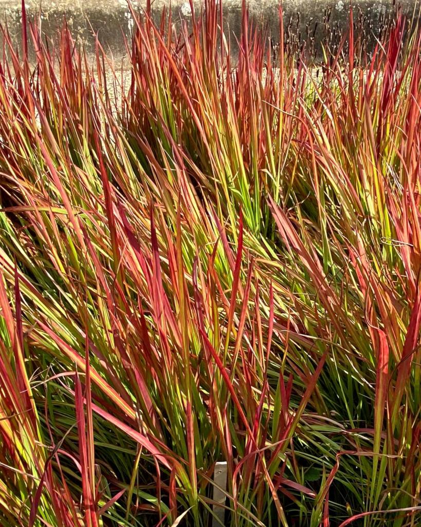 Imperata cylindrica 'Red Baron', nobility in gardens, but blood on its ...