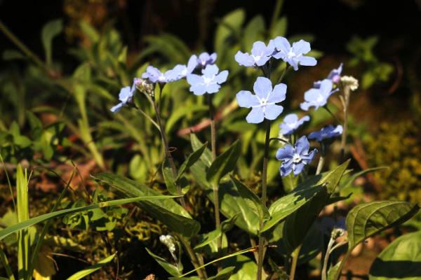 Omphalodes cappadocica, a little blue flower ideal for shaded gardens