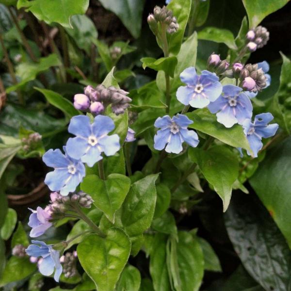 Omphalodes cappadocica, a little blue flower ideal for shaded gardens