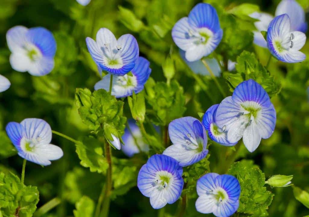 Veronica, how to care for speedwell as a perennial or annual