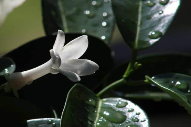 Stephanotis - advice on how to grow and care for it