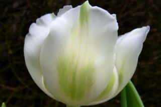 Tulip - Planting, Growing and Care