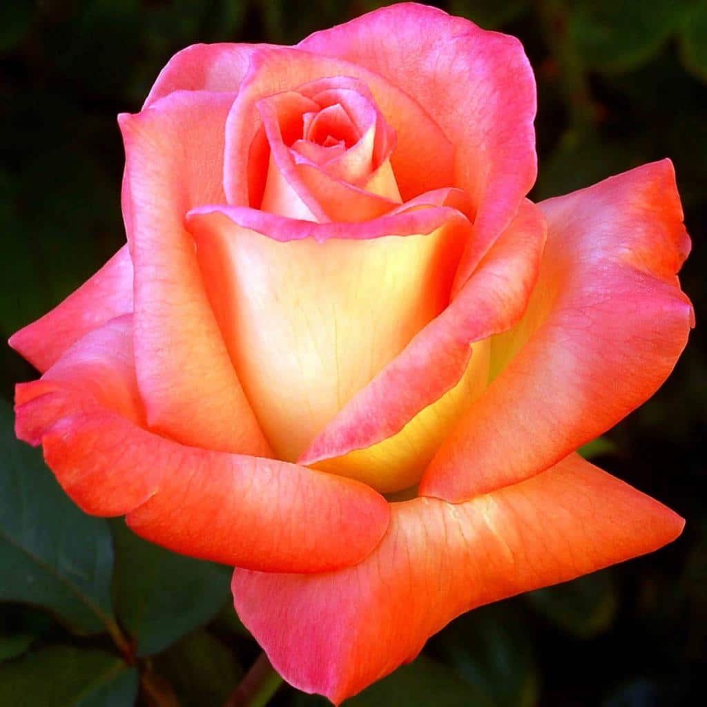5 fragrant rose varieties for planting around the house – Nature & Garden