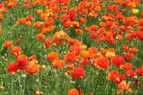 9 orange-flowered plants for the garden – Nature & Garden