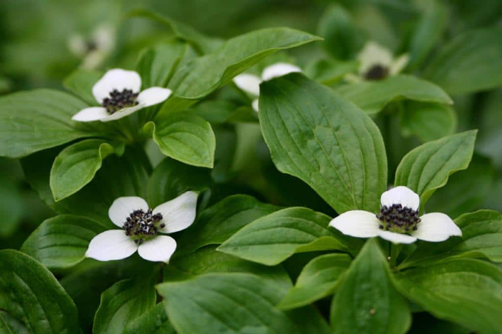 Cornus, dogwood, many stunning species, all great for the garden!