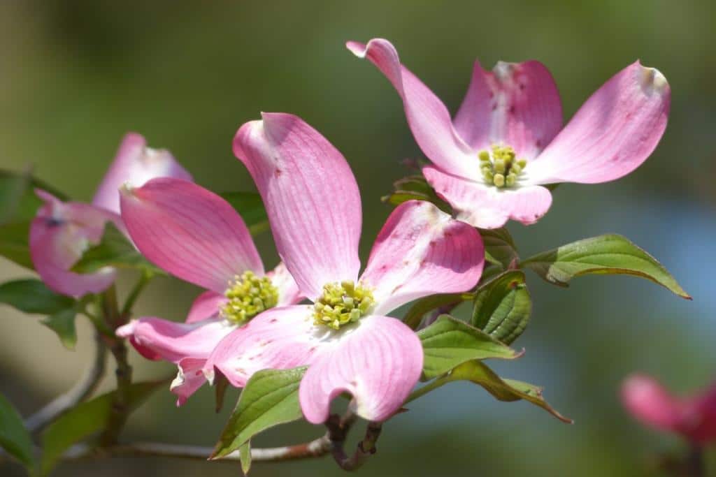 Cornus, dogwood, many stunning species, all great for the garden!