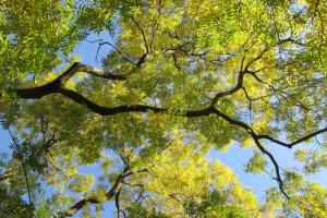 Japanese pagoda tree, an elegant and airy slow-growing giant for parks