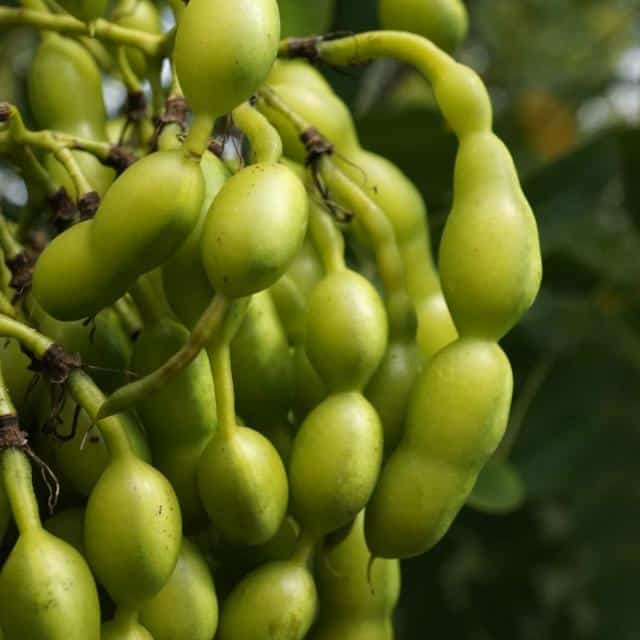 Japanese pagoda tree, an elegant and airy slow-growing giant for parks