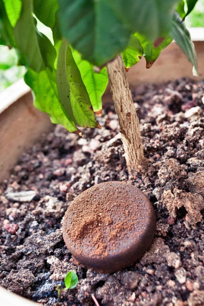 Coffee grounds, 10 great ways to recycle and use them – Nature & Garden