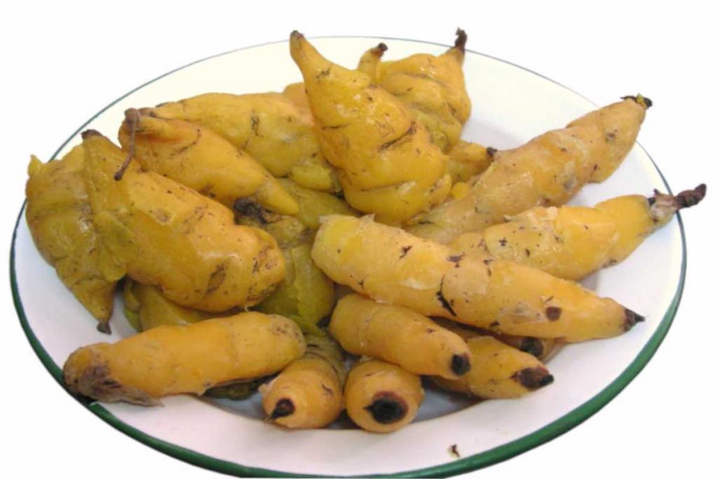 Mashua, the tuber root crop that brings the Andes to the home