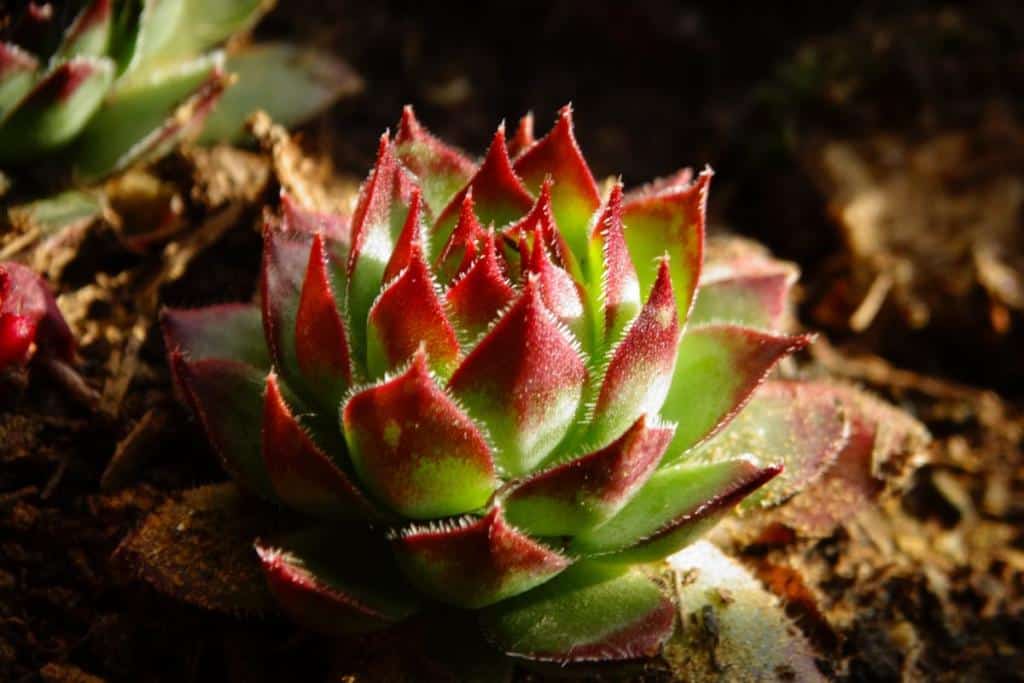 Houseleek, a succulent with striking colors in all seasons
