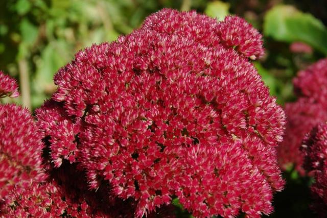 Stonecrop, drought-resistant wonders for the garden