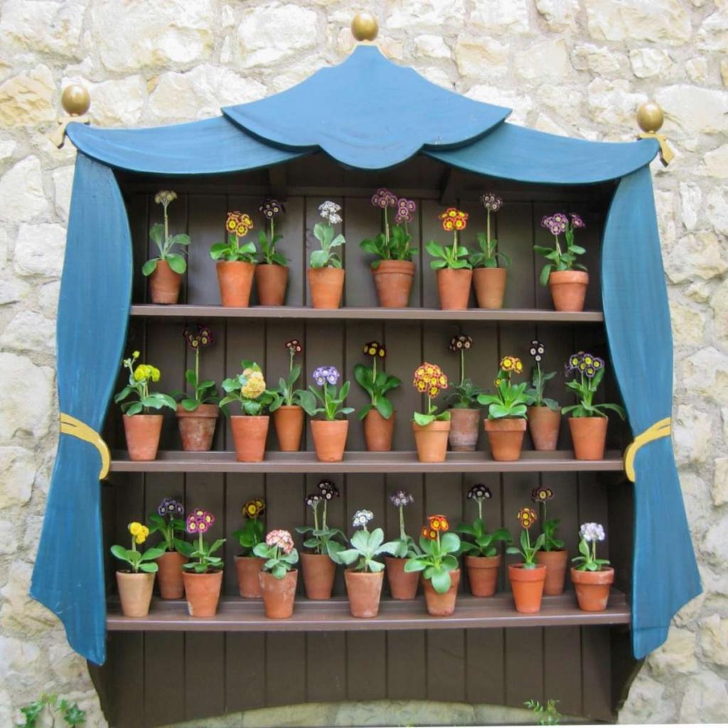Primula auricula, a wonderful edge flower with stunning early blooming