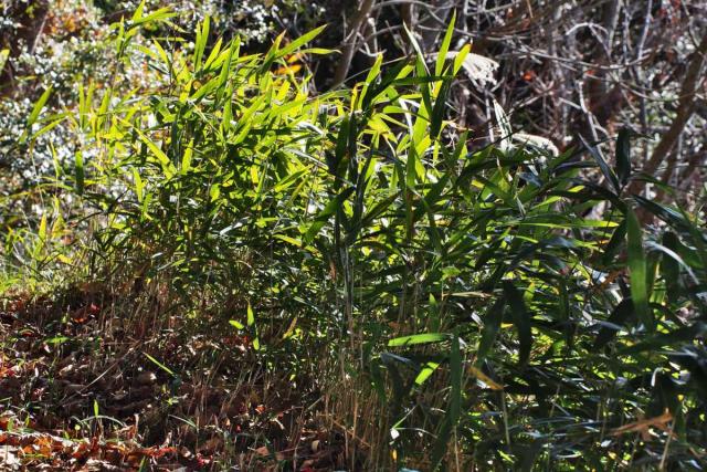 Pleioblastus, the dwarf bamboo that's a great fit for small gardens