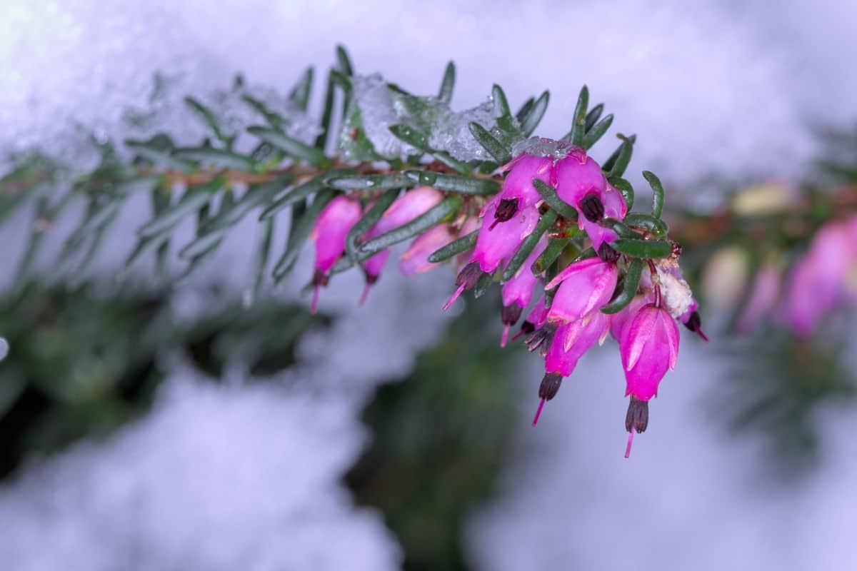 Erica carnea: flowering, growing & care