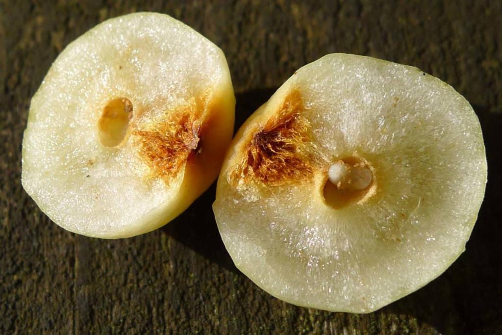 Controlling gall wasp on plants and trees – Nature & Garden