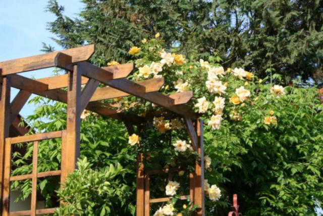 Roses that reach for the sky, 5 arbors for climbing roses