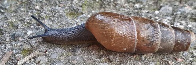 Snail in the garden, guest or pest? The truth about garden snails
